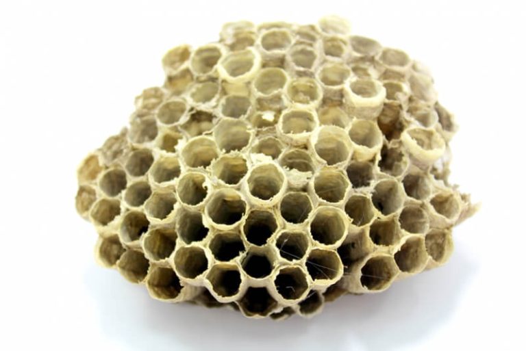 Hair Transplant Trypophobia: Say Goodbye to Hole Fears